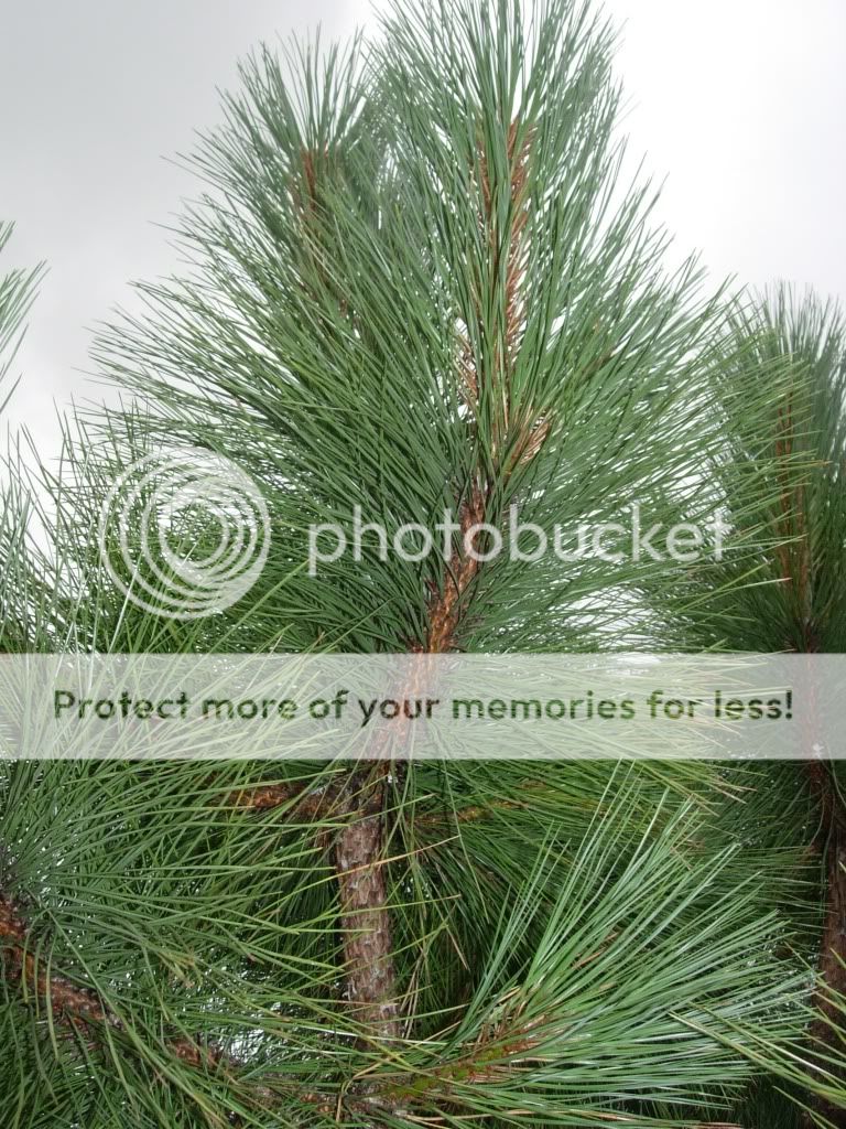 Apache pine (pinus engelmannii)