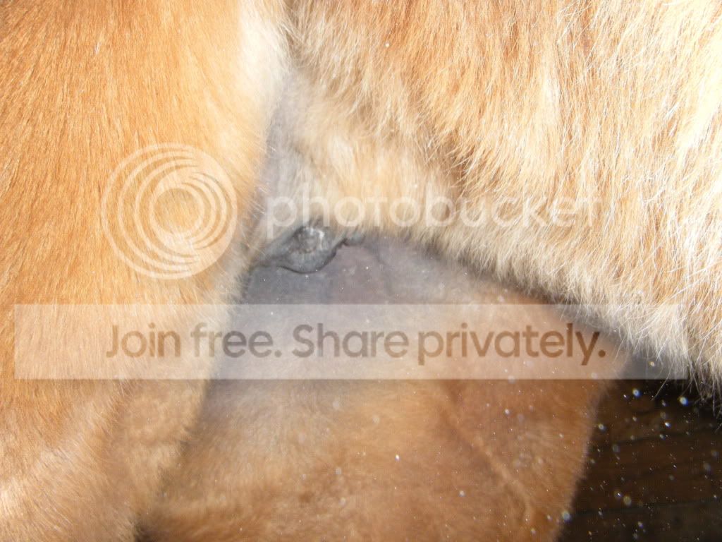 My 2y/o has a bulge in her udder..help! | The Horse Forum