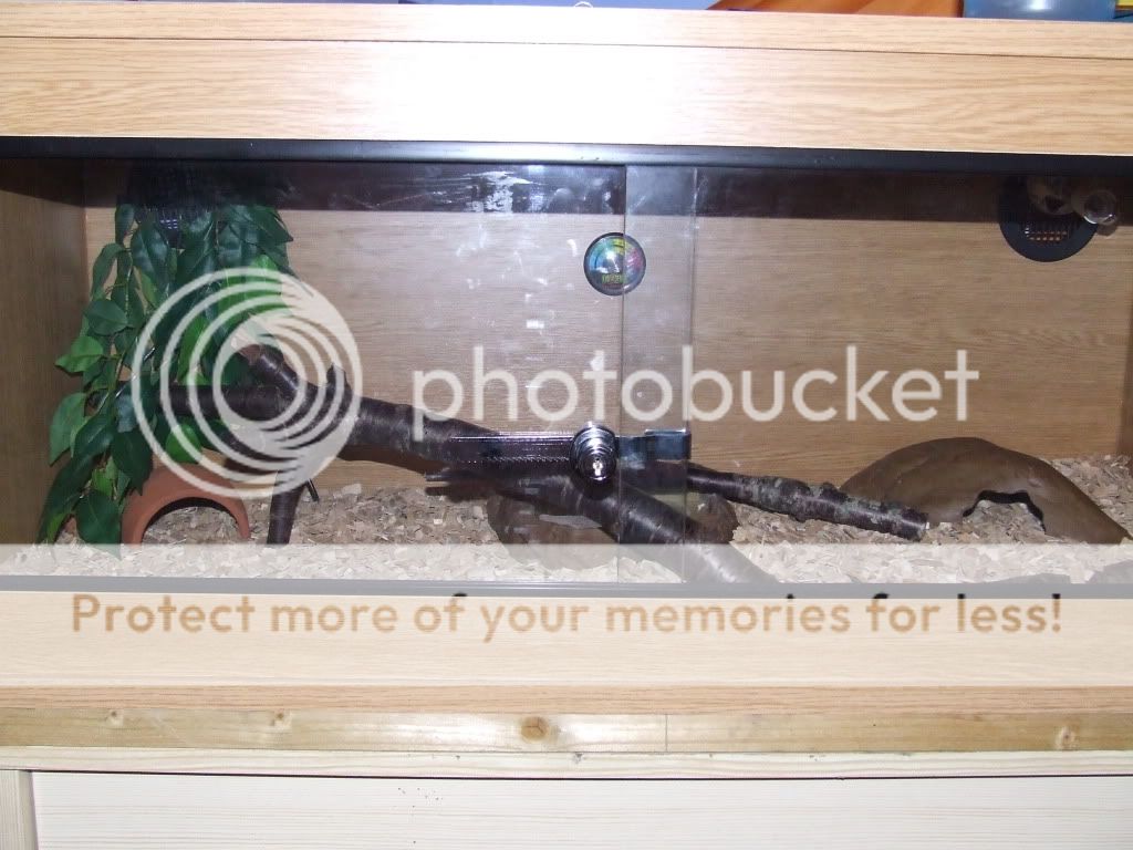 your vivs | Reptile Forums