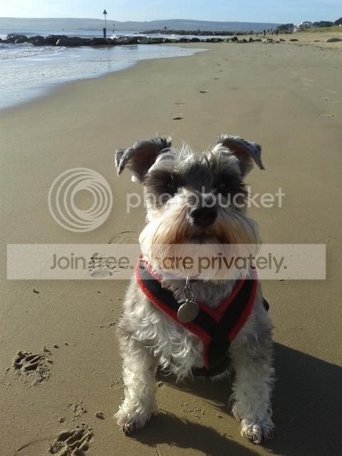 Harnesses - The Schnauzer Forum