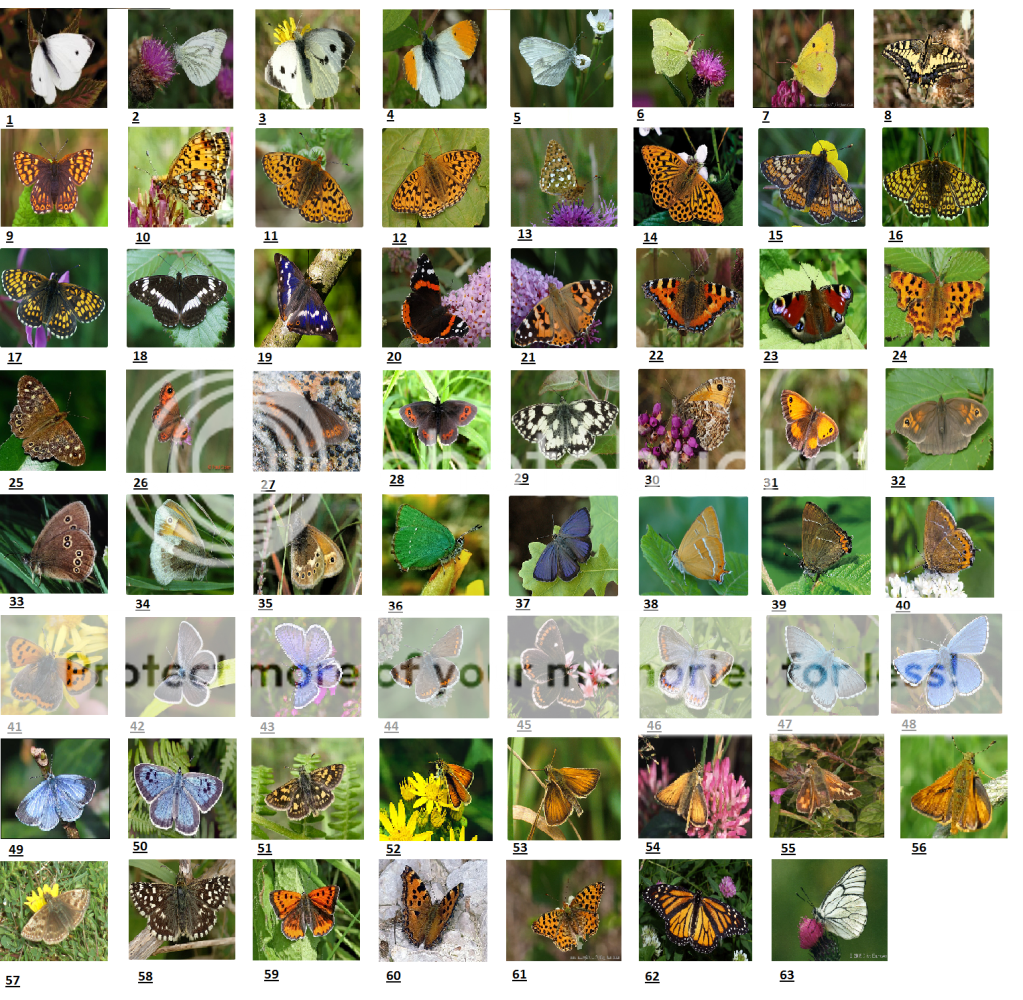 Butterflies of the United Kingdom Quiz - By Brownless